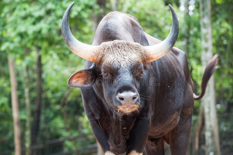 Gaur foto de archivo. Imagen de asia, india, claxones - 57161204