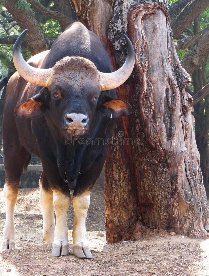 Gaur stock photo. Image of indian, bison, hair, india - 1180016