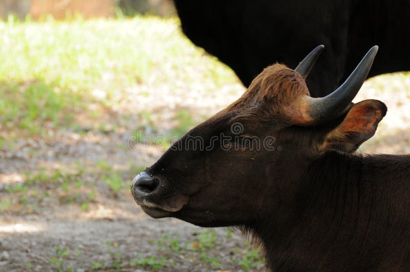 Indian gaur, bison stock photo. Image of asian, headlong - 29828852
