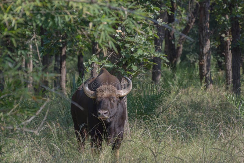 Gaur Baison stock photo. Image of baison, gour, indian - 88192570