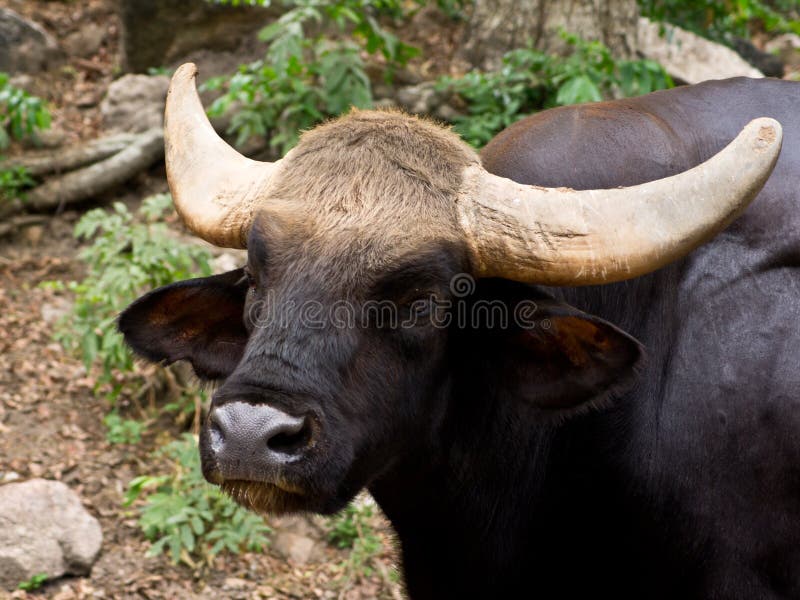 Gaur stock image. Image of exotic, bison, mammal, bull - 30572731