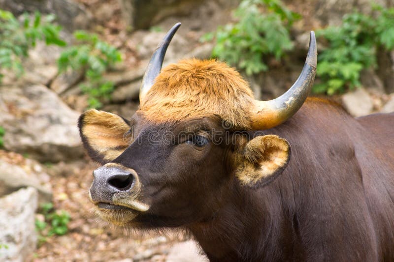 Gaur stock image. Image of huge, animal, elegant, leaf - 30572741