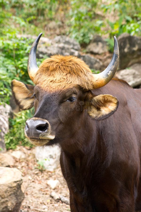 Gaur stock photo. Image of horns, asian, curve, adult - 12328718