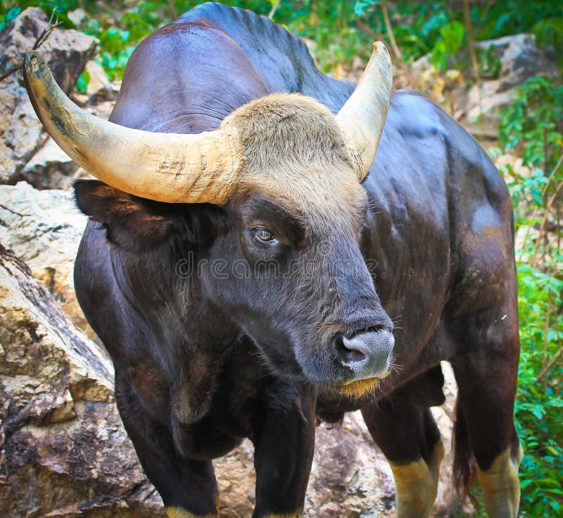 Gaur or Bos gaurus stock image. Image of jungle, bison - 38820633