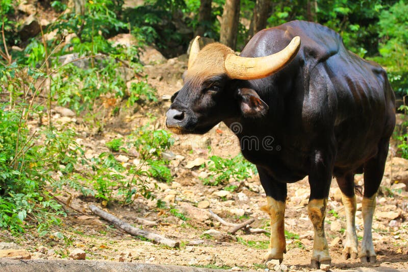 Bull gaur stock photo. Image of gaur, confident, muscle - 1533472