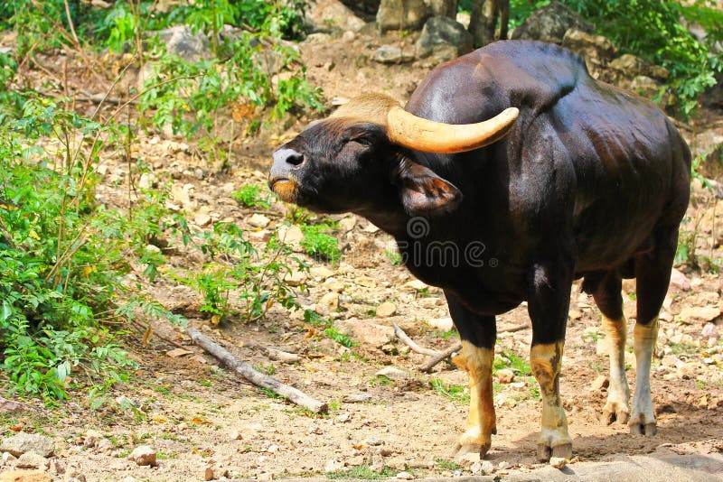 Gaur or Bos gaurus stock image. Image of bison, nature - 38820485