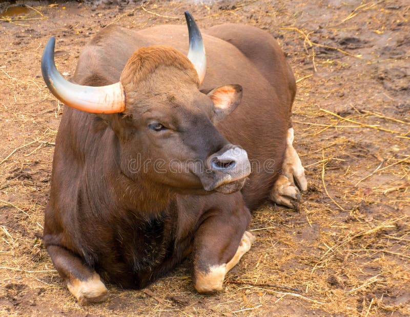 Gaur(Bos Gaurus) Just Resting on the Ground Stock Image - Image of deer ...