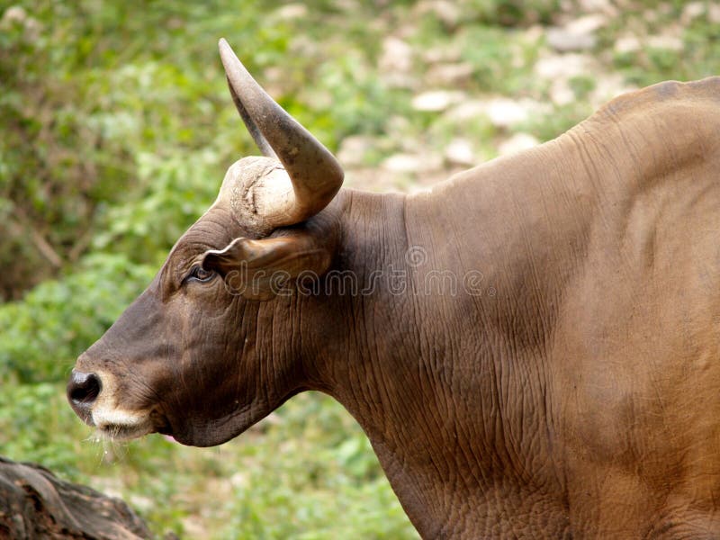 Gaur stock photo. Image of indian, bison, hair, india - 1180016
