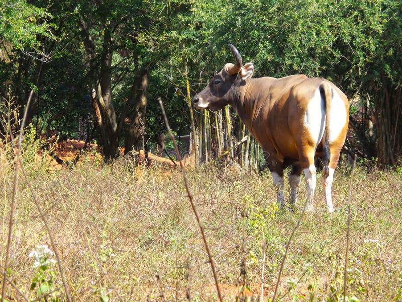 Gaur In The Nature Habitat In Thailand Stock Photo - Image of bison ...