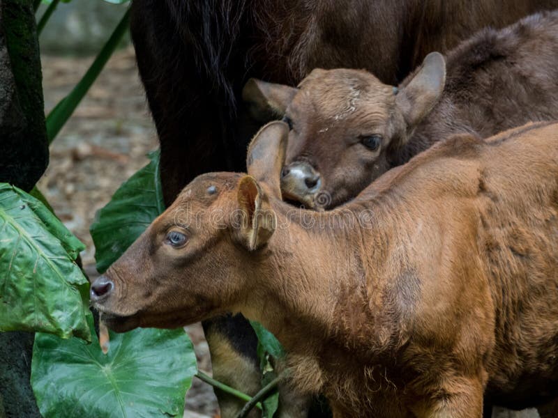 Gaur calfs stock image. Image of brown, karnataka, isolated - 76013123