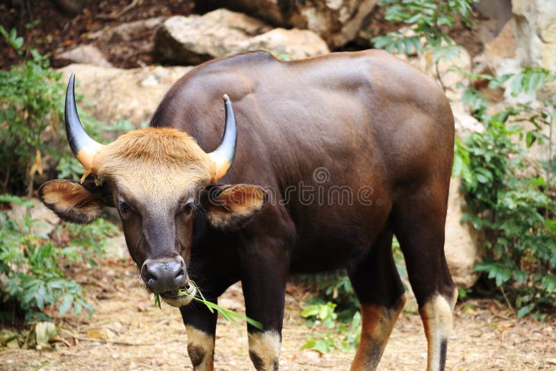 Gaur eating stock image. Image of heavy, thailand, cattle - 41078851
