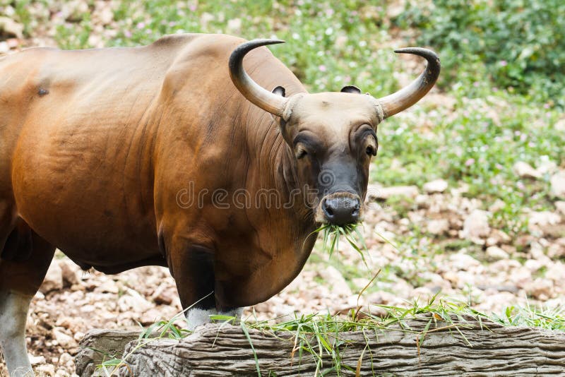Gaur stock image. Image of gaur, cattle, nature, grass - 41582017