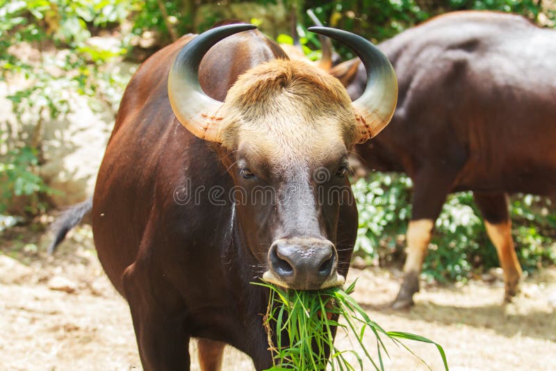 Gaur stock image. Image of asia, outdoor, forest, feed - 41582067