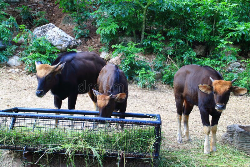 Gaur stock photo. Image of eating, chonburi, gaur - 57404746