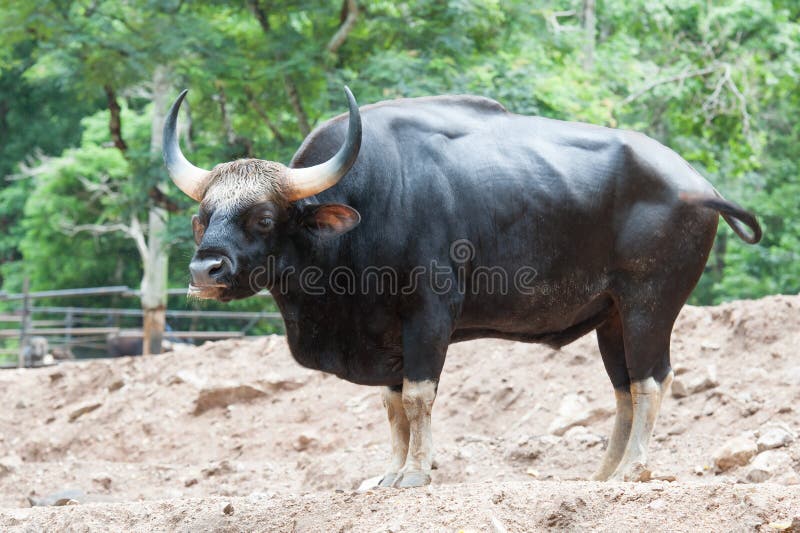Gaur stock photo. Image of indian, asian, strong, mammal - 57158804