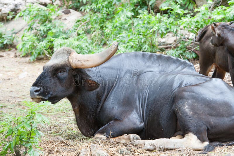Gaur stock image. Image of strong, huge, large, herbivore - 57161237