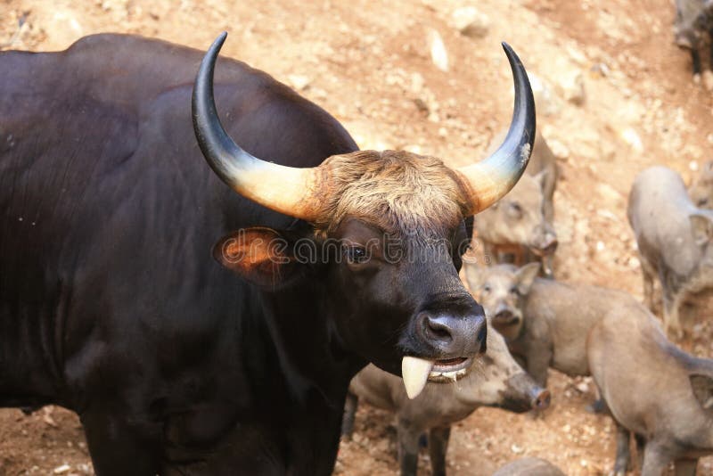Gaur Photos Stock - Téléchargez 517 Photos libres de droits