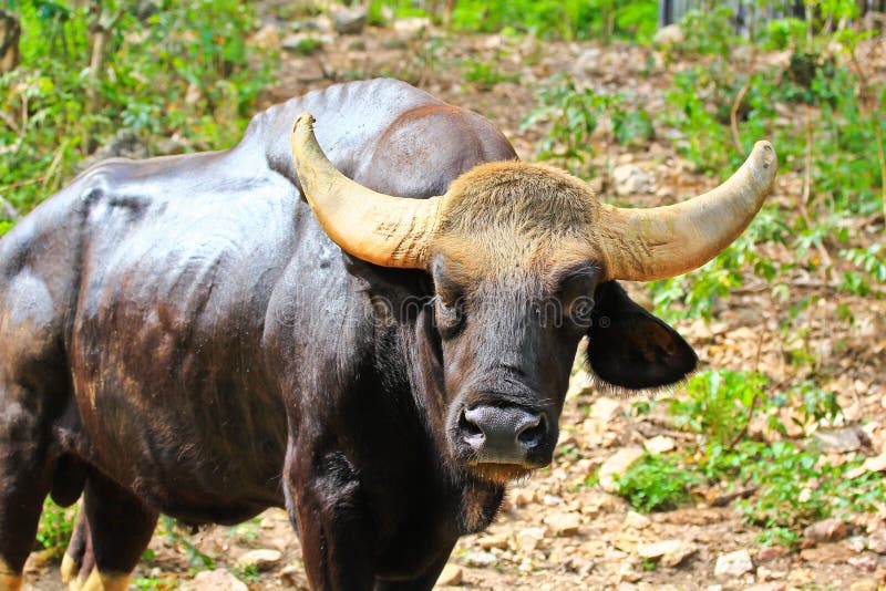 Gaur o bos gaurus immagine stock. Immagine di giungla - 38820237
