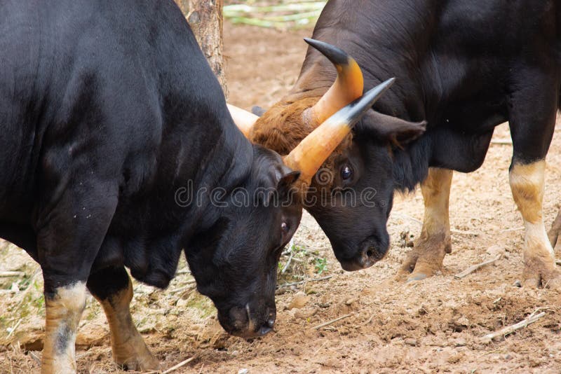 Gaur stock photo. Image of herbivore, mammal, bull, forest - 155298874