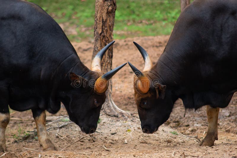 Gaur stock photo. Image of india, herbivore, bull, captivity - 155298814