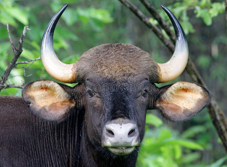 1,430 Gaur Stock Photos - Free & Royalty-Free Stock Photos from Dreamstime