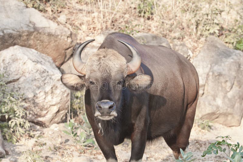 Gaur or Seladaing stock image. Image of thai, horn, gaur - 22887841