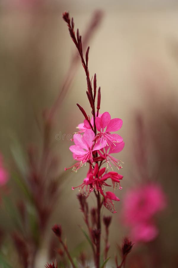 Pink Hellebore (Helleborus Niger) or Christmas Rose Flowers in Their ...