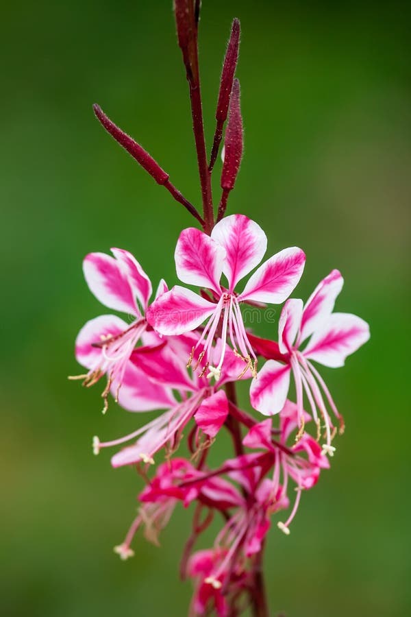 Gaura lindheimeri stock photo. Image of natural, gaura - 64937442
