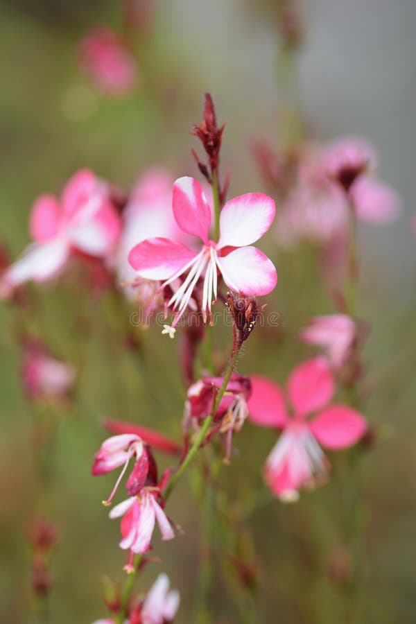 Gaura stock photo. Image of beauty, butterflies, botany - 127072036