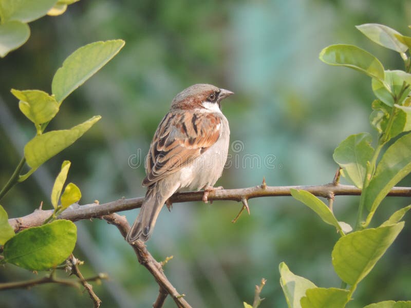 Gauraiya Stock Photo - Image: 64430190