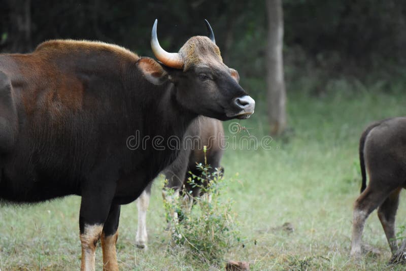 Gaurer Oder Indischer Bison, Der Gras Isst Stockbild - Bild von sorte ...
