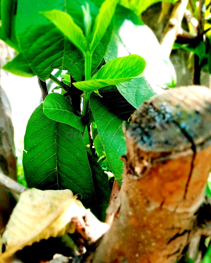 Half dry tree stock image. Image of october, grass, outdoor - 25412397