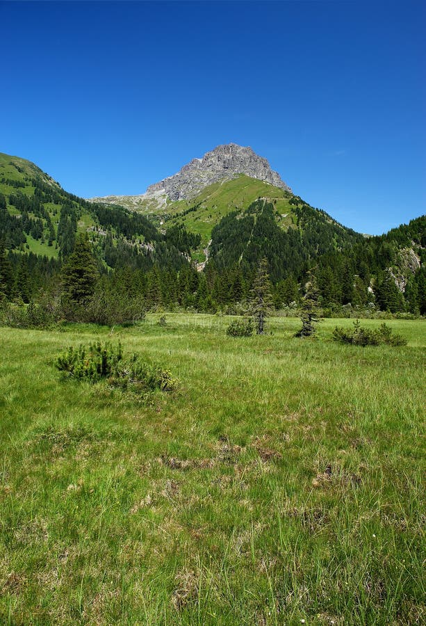 Gaver stock image. Image of valley, walk, spruce, tree - 11239491