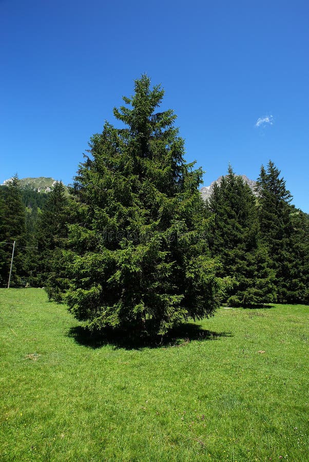 Gaver stock photo. Image of walk, gaver, green, lawn - 11239538