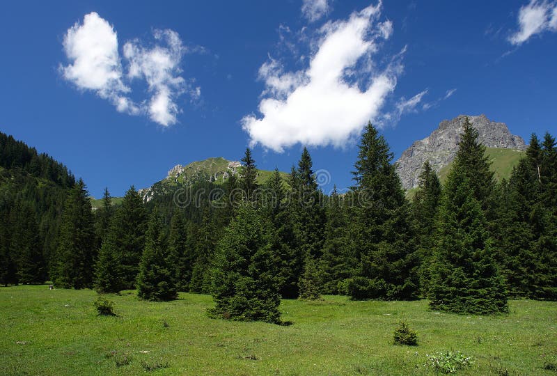 Gaver stock image. Image of tree, grass, green, alps - 11240205