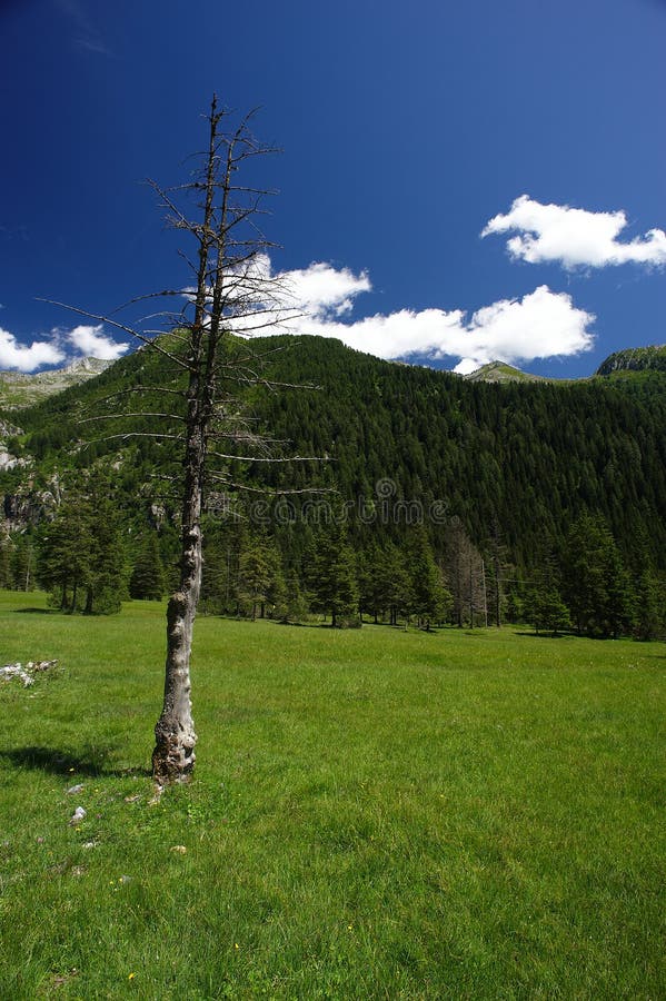 Gaver stock photo. Image of lawn, walk, alps, ramble - 11240112