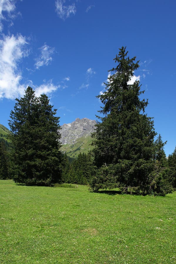 Gaver stock image. Image of tree, grass, green, alps - 11240205