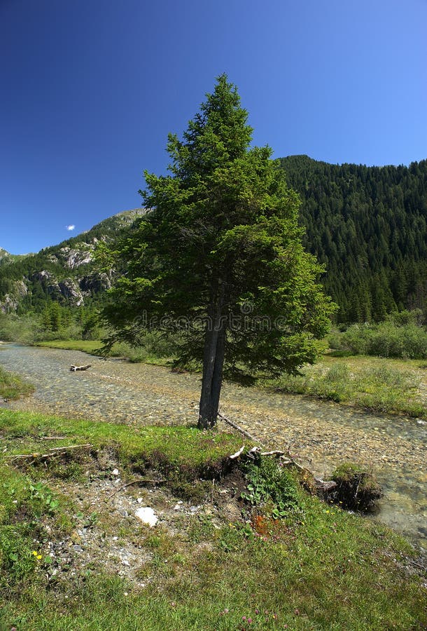 Gaver stock photo. Image of ecology, meadow, canoe, shrubland - 11309520