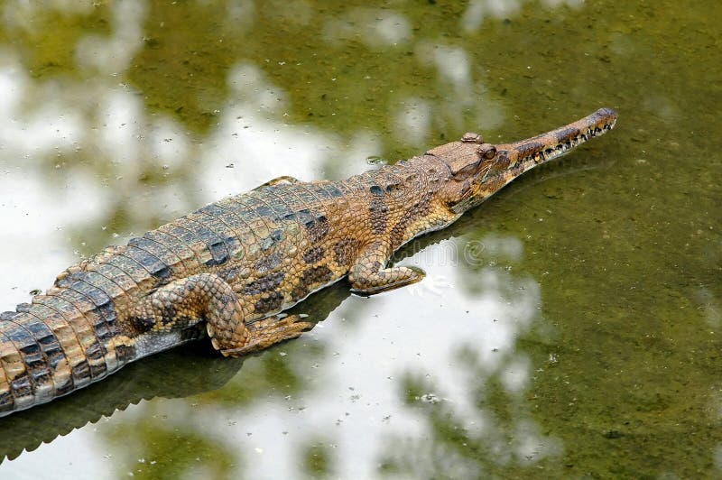 Indian Gavial (Gavialis Gangeticus) Stock Image - Image of eyes, scales ...
