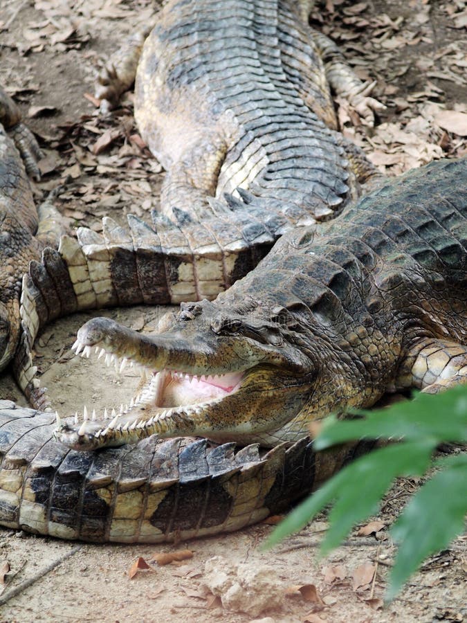 Gavial stock image. Image of wild, safari, false, gharial - 72229617