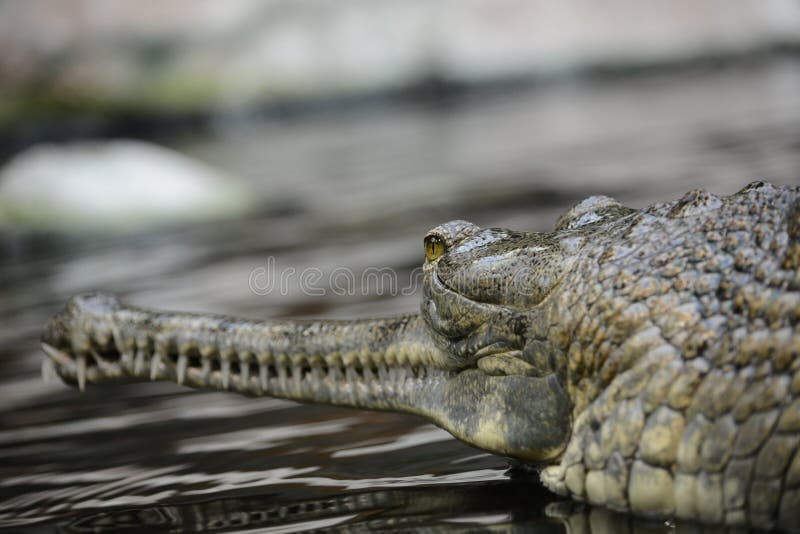 Gavial stock photo. Image of danger, hunter, water, crocodiles - 44699026