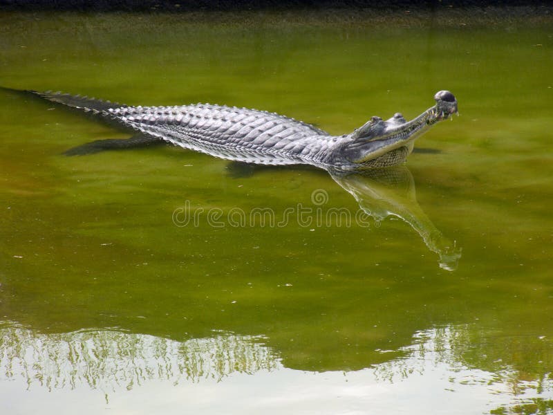 Gavial ghara stock image. Image of nose, ghara, gavialis - 9922225