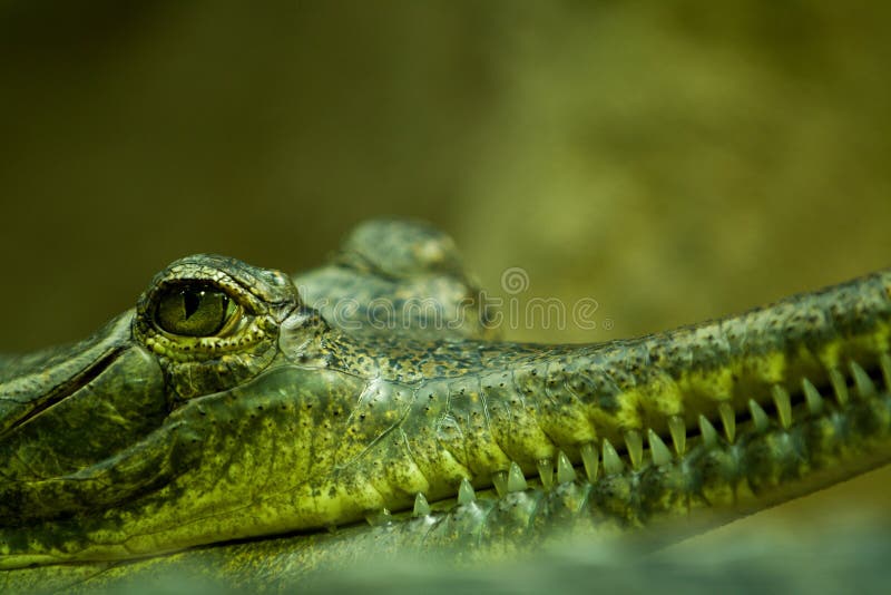 Gavial Head and Eye Closeup Stock Photo - Image of swimming, detail ...