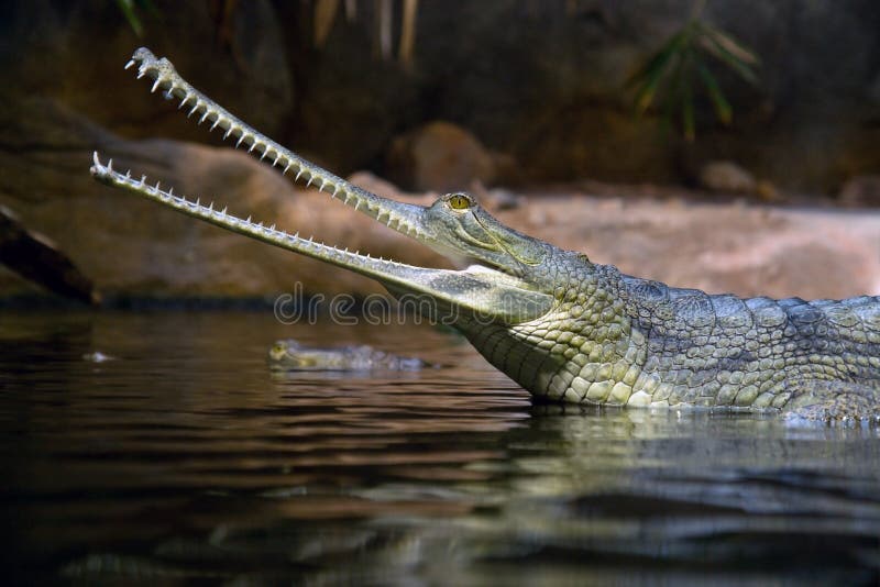 Gavial Indian stock photo. Image of gangeticus, nature - 15842602