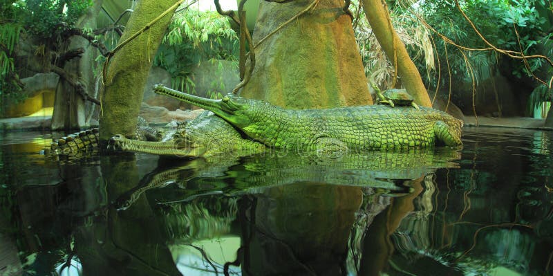 Gavial Indian stock image. Image of prague, teeth, water - 19836797