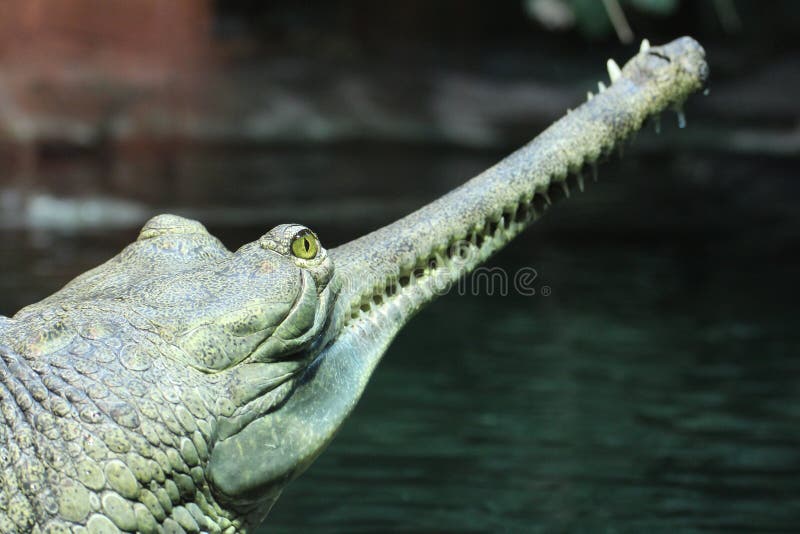 Gavial Indian detail stock image. Image of green, alligator - 85632353
