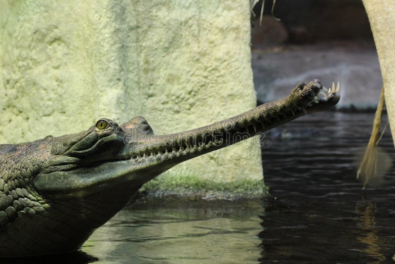 Gavial Indian (Gavialis Gangeticus) in Zoo Stock Photo - Image of tooth ...