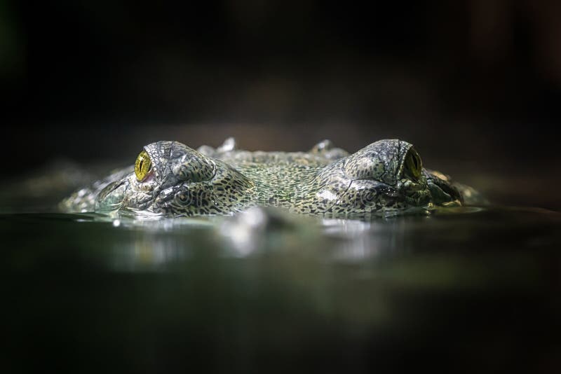 Gavial indio foto de archivo. Imagen de retrato, india - 135728054