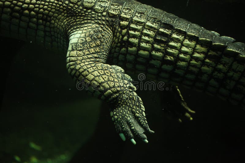 Gavialis Gangeticus Gharial Стоковое Изображение - изображение ...