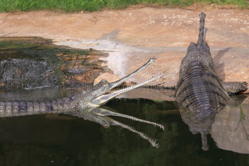 Indian gavial stock image. Image of gavialis, reptile - 18654327